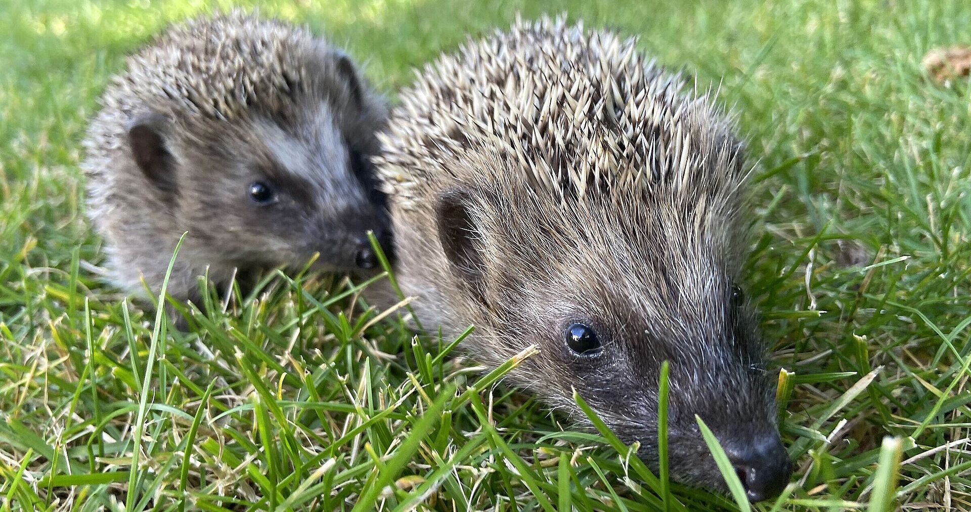 Päppelboxen für Igel - BUND Naturschutz in Bayern e.V.