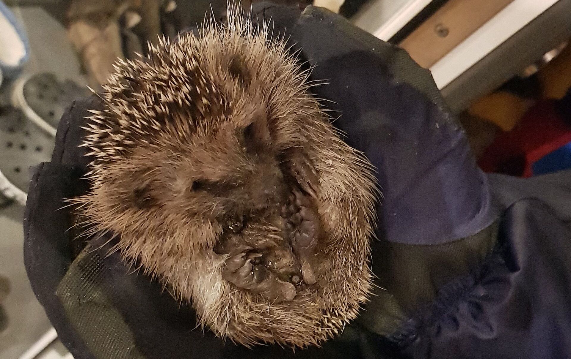 Päppelboxen für Igel - BUND Naturschutz Ebersberg
